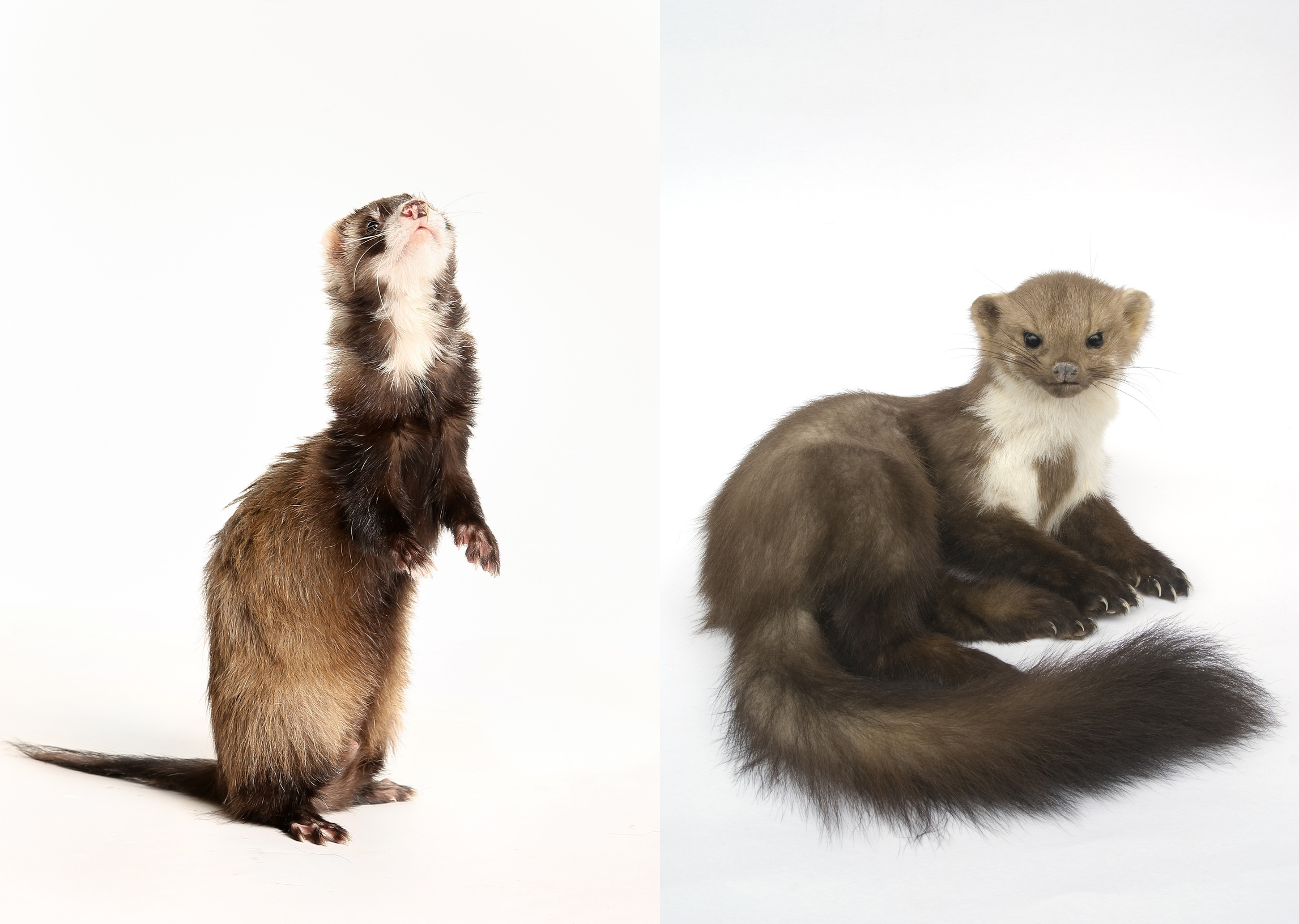 Traitement fouine et martre, un dératiseur se charge de votre nuisible