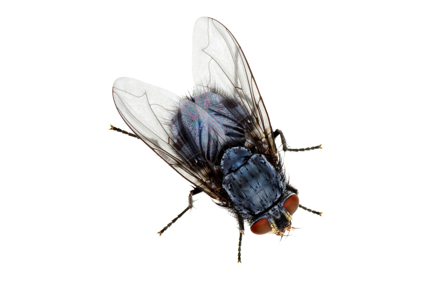 traitement des mouches hivernantes en façade sur les régions Lyonnaise ...