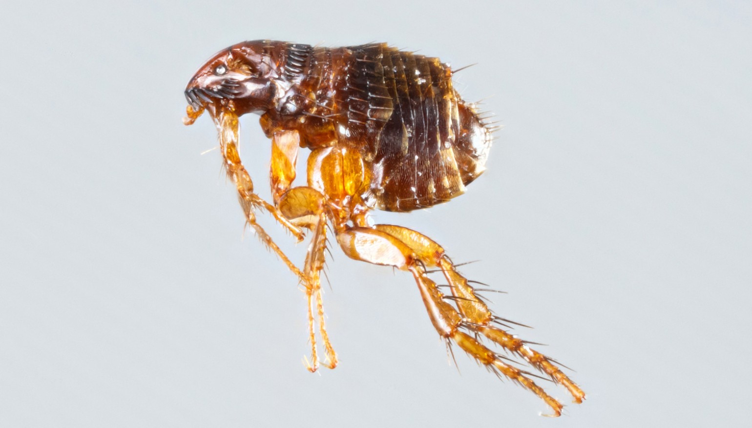 traitement et extermination des puces et puces de parquets à Lyon ...